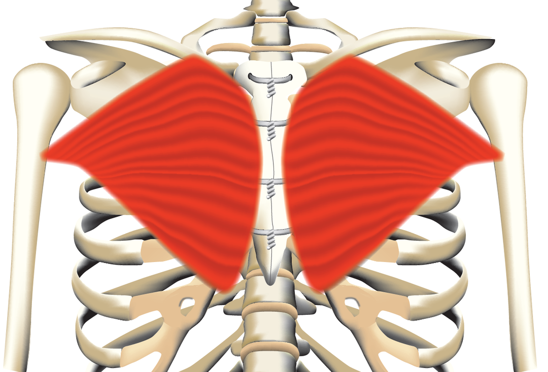 Sternotomi - information og øvelsesprogram