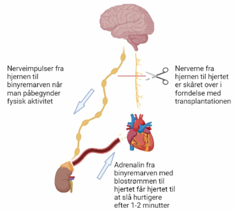 Hjertetransplanterede - information fra fysioterapeuterne